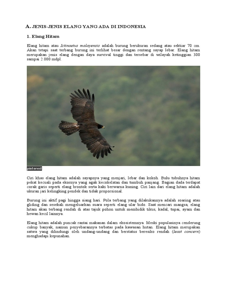 Kliping Jenis Burung Elang Yang Ada Di Indonesia 3 | PDF