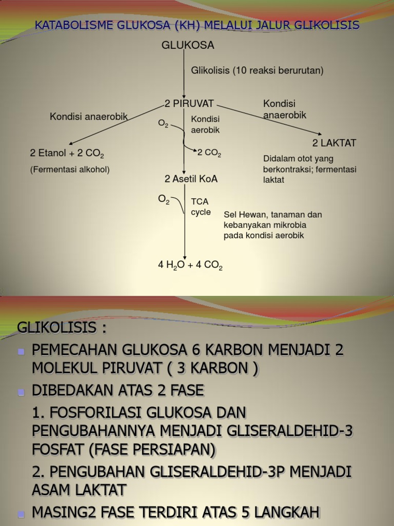 Proses Glikolisis dalam Katabolisme Glukosa | PDF