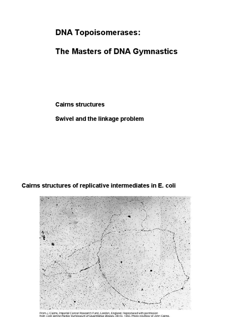 Lecture 4 - 15 End Replication and Genetic Code - Transcription PDF | PDF | Rna | Genetic Code