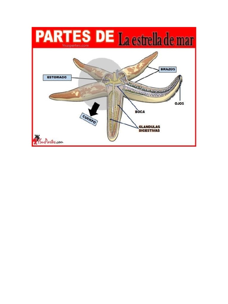 Estrella de Mar | PDF