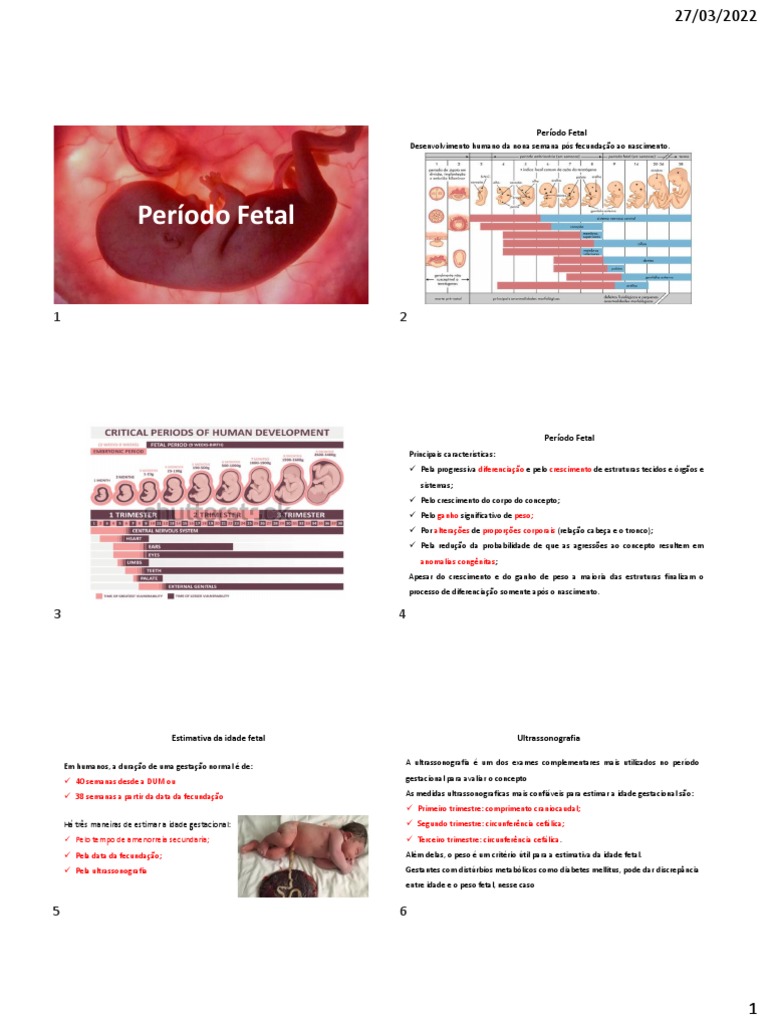 Desenvolvimento Fetal nas Primeiras Semanas | PDF | Gravidez | Anatomia