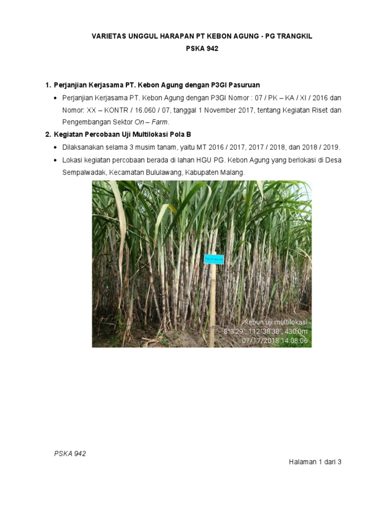 Sejarah Dan Deskirpsi Varietas PSKA 942 | PDF