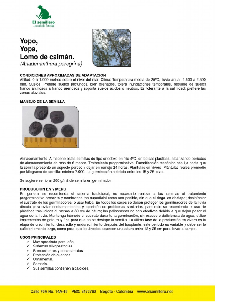 Características y manejo del yopo | PDF