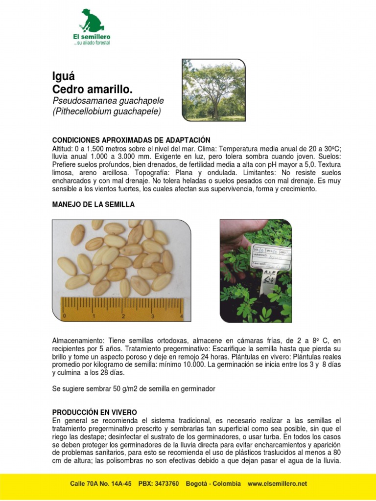 Iguá - Nauno PDF | PDF | Semilla | Arboles