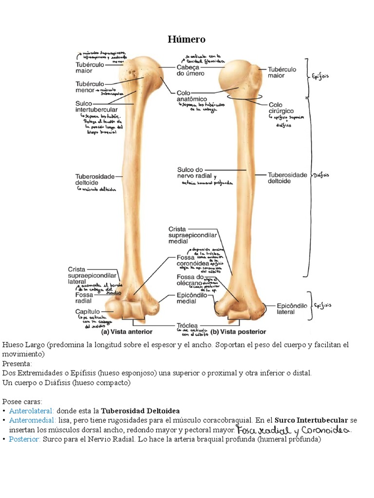 Húmero 220415 122200 PDF | PDF | Extremidades (anatomía) | Sistema musculoesquelético