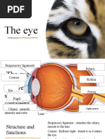 Grade 12 Life Science The Eye | PDF | Eye | Myopia