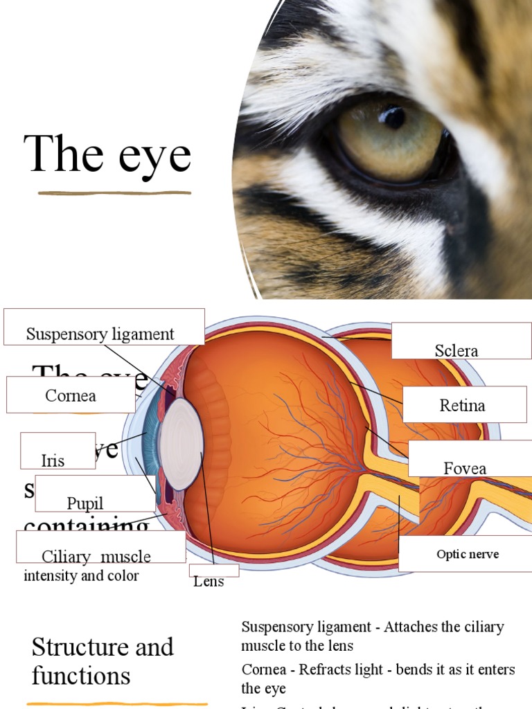 Anatomy and Function of the Human Eye | PDF | Eye | Human Eye
