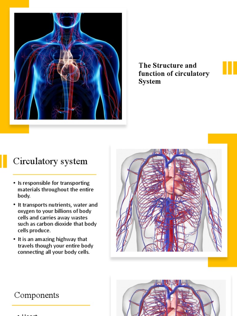 Lesson 6 The Structure and Function of Circulatory | PDF | Atrium ...