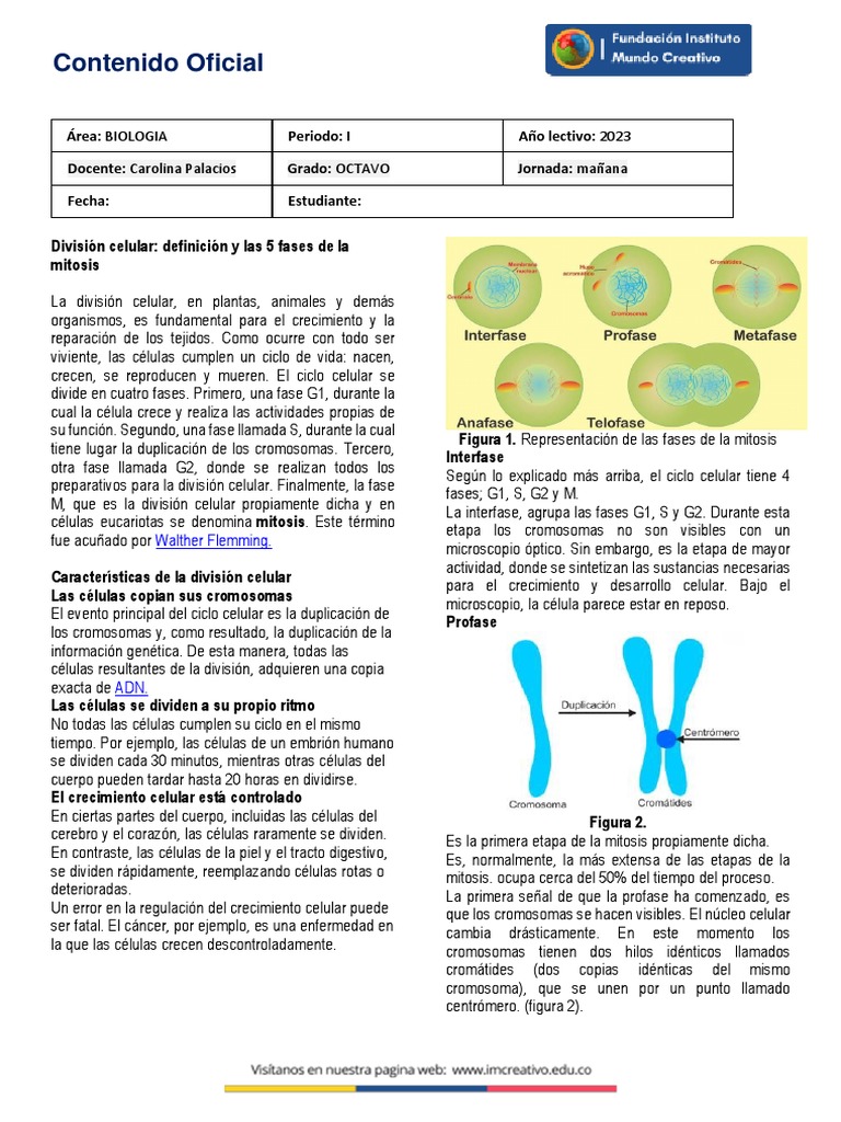 Mitosis | PDF | Mitosis | Ciclo celular