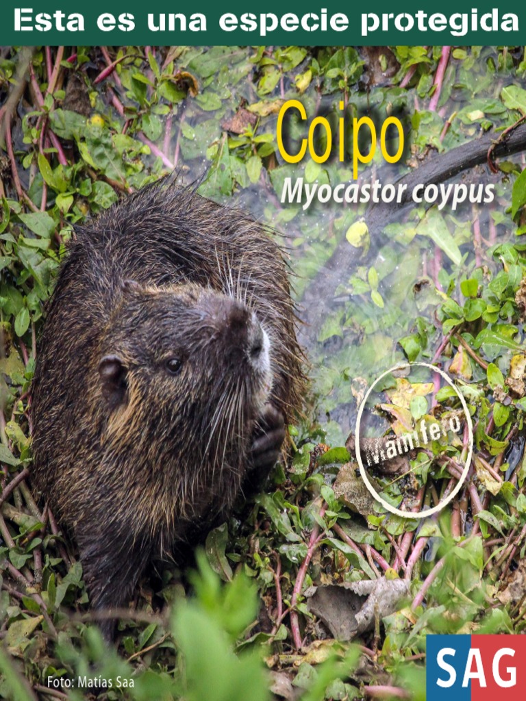 Coipo | PDF | Hogar, jardinería y bricolaje