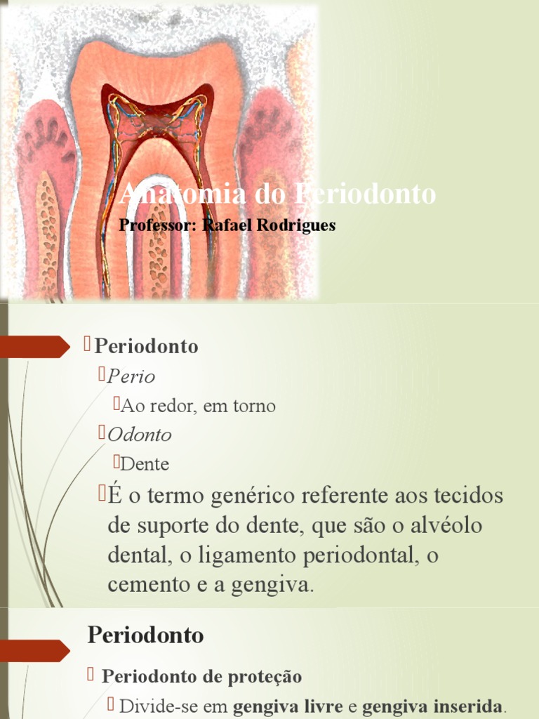 Anatomia Do Periodonto | PDF | Anatomia humana | Morfologia (Biologia)