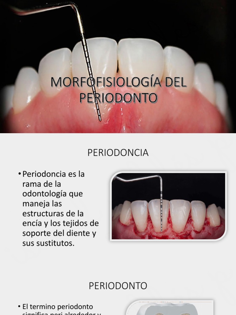 Morfofisiología Del Periodonto | PDF | Epitelio | Hueso
