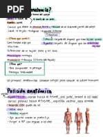 Términos de Relación, Comparación y Lateralidad de Anatomía | PDF ...