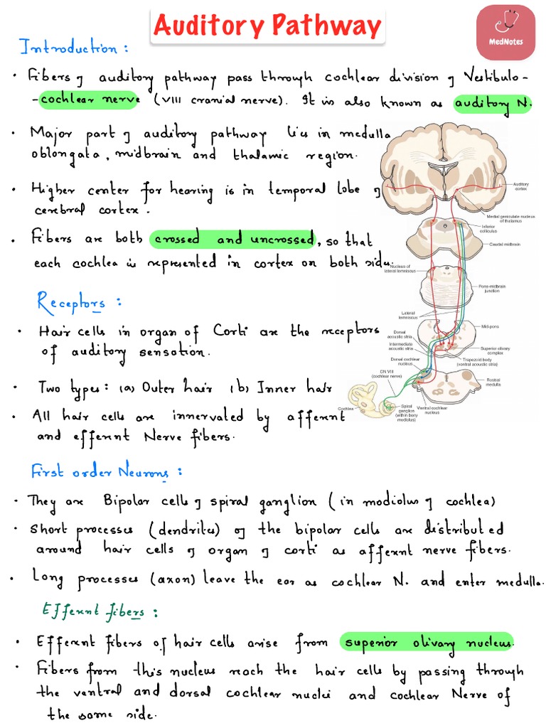 Auditory Pathway PDF | PDF | Auditory System | Neuroanatomy