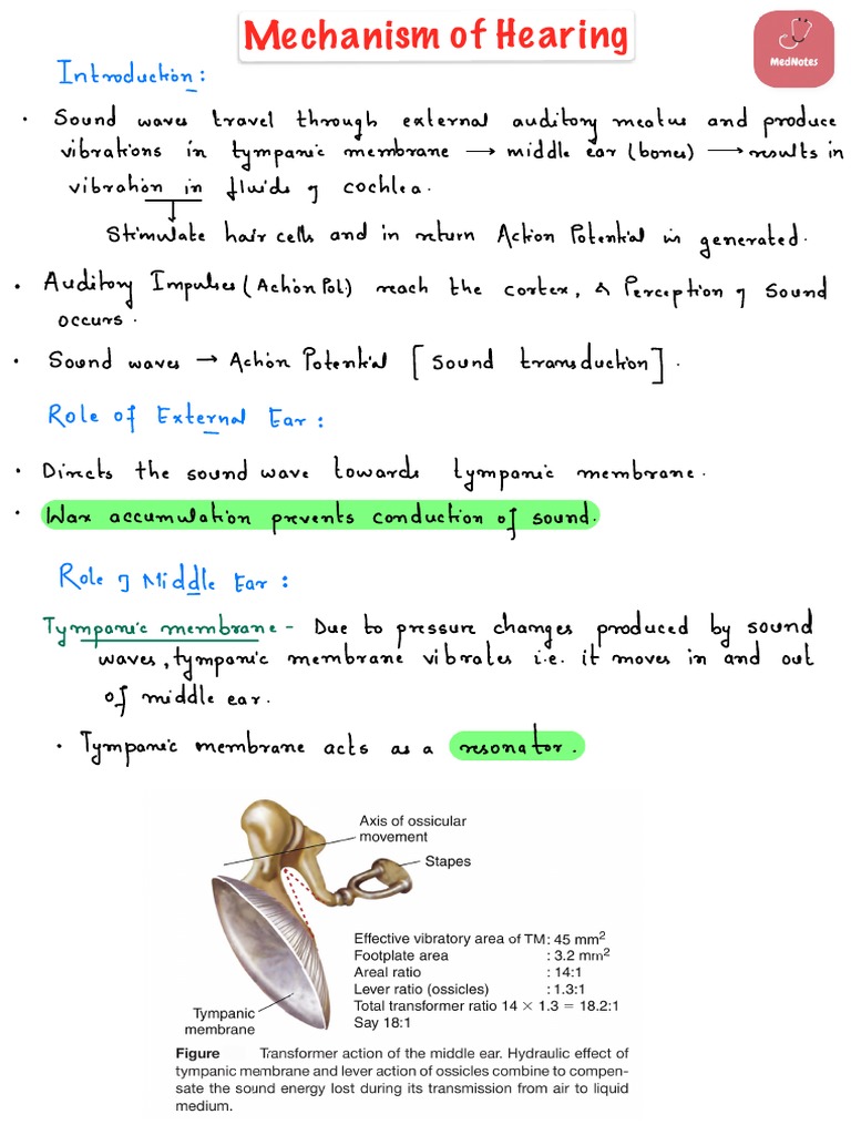 Mechanism of Hearing PDF | PDF | Ear | Hearing