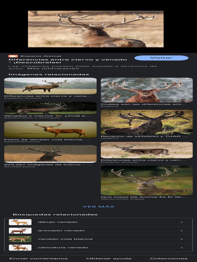 Venado - Búsqueda de Google | PDF