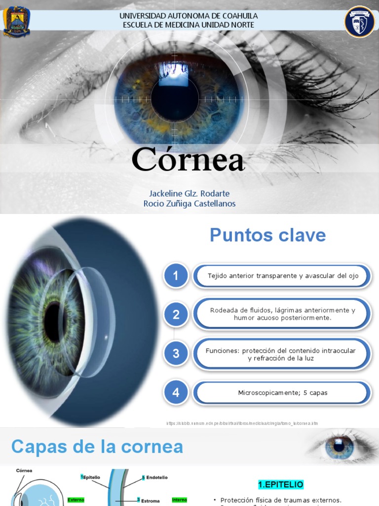 Cornea, Oftalmo 2023 | PDF | Córnea | Ojo humano
