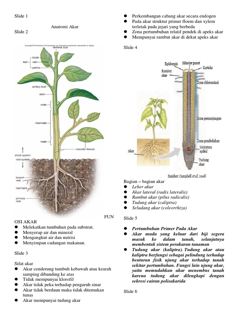 Antum-Anatomi Akar OK | PDF