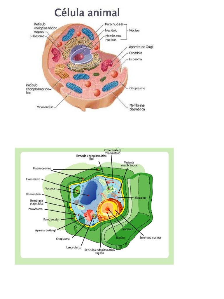 Celula Animal y Vegetal | PDF