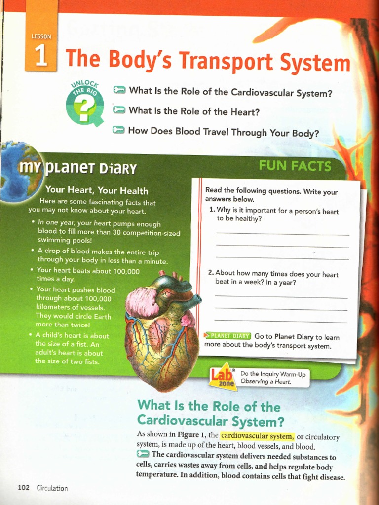 The Body's Transport System PDF | PDF