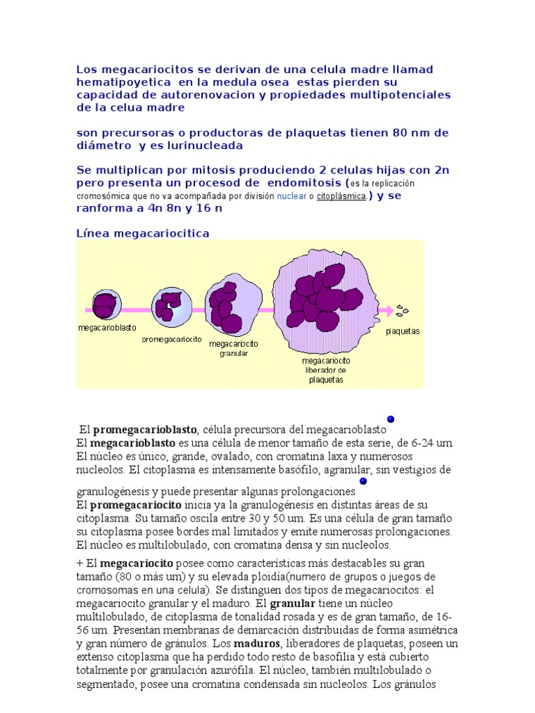 Histología De Los Megacariocitos Linfocitos: Histología | Concise