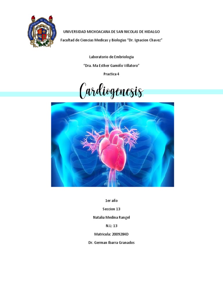 Cardiogénesis | PDF | Morfología (biología) | Biología del desarrollo