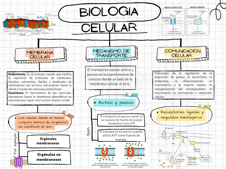 Act - 2 - Mapa Conceptual - Biologia Celular - Citlalli Naranjo - 1A | PDF | Membrana celular ...