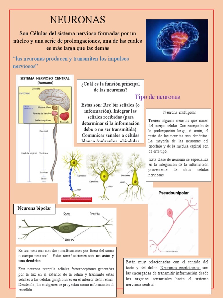 Infografia Neuronas | PDF | Neurona | Sistema nervioso