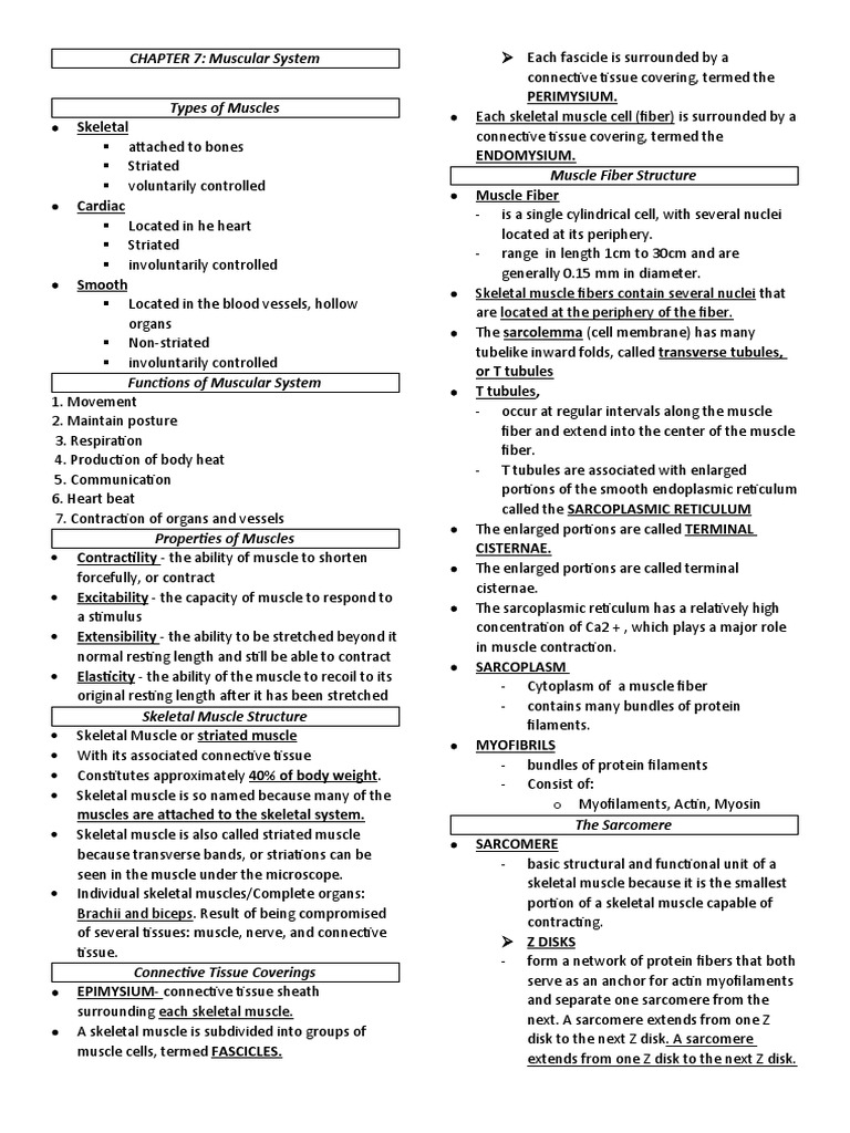 CHAPTER 7 Muscular System Reviewer | PDF | Muscle Contraction | Soft Tissue