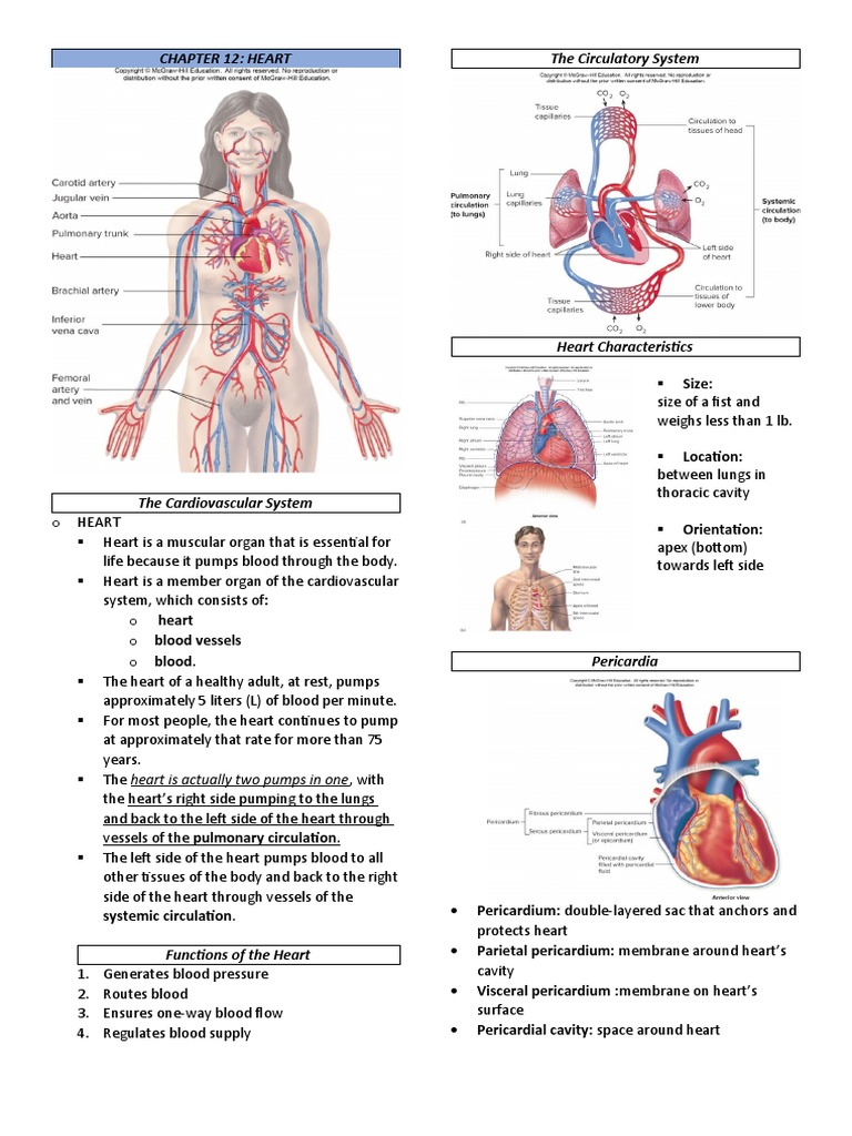 Chapter 12 Heart Reviewer | PDF | Heart Valve | Heart