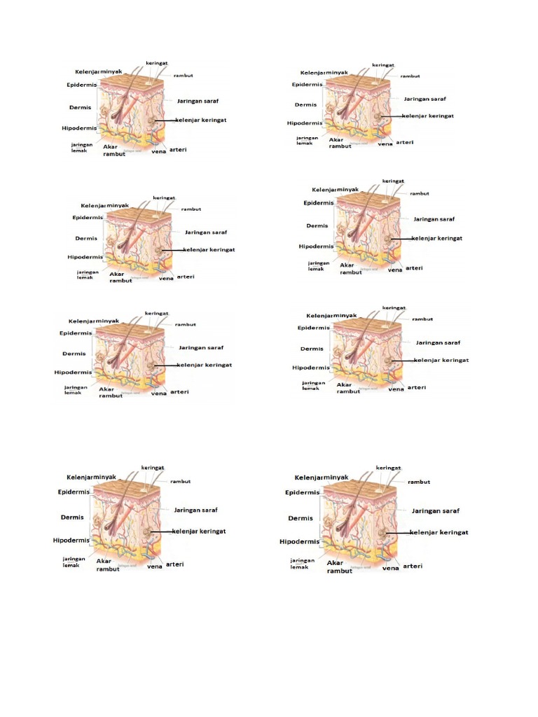 Gambar Struktur Kulit | PDF
