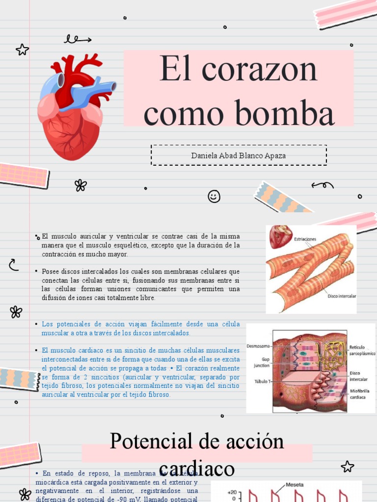 2.CORAZON COMO BOMBA | PDF | Ventrículo (corazón) | Potencial de acción