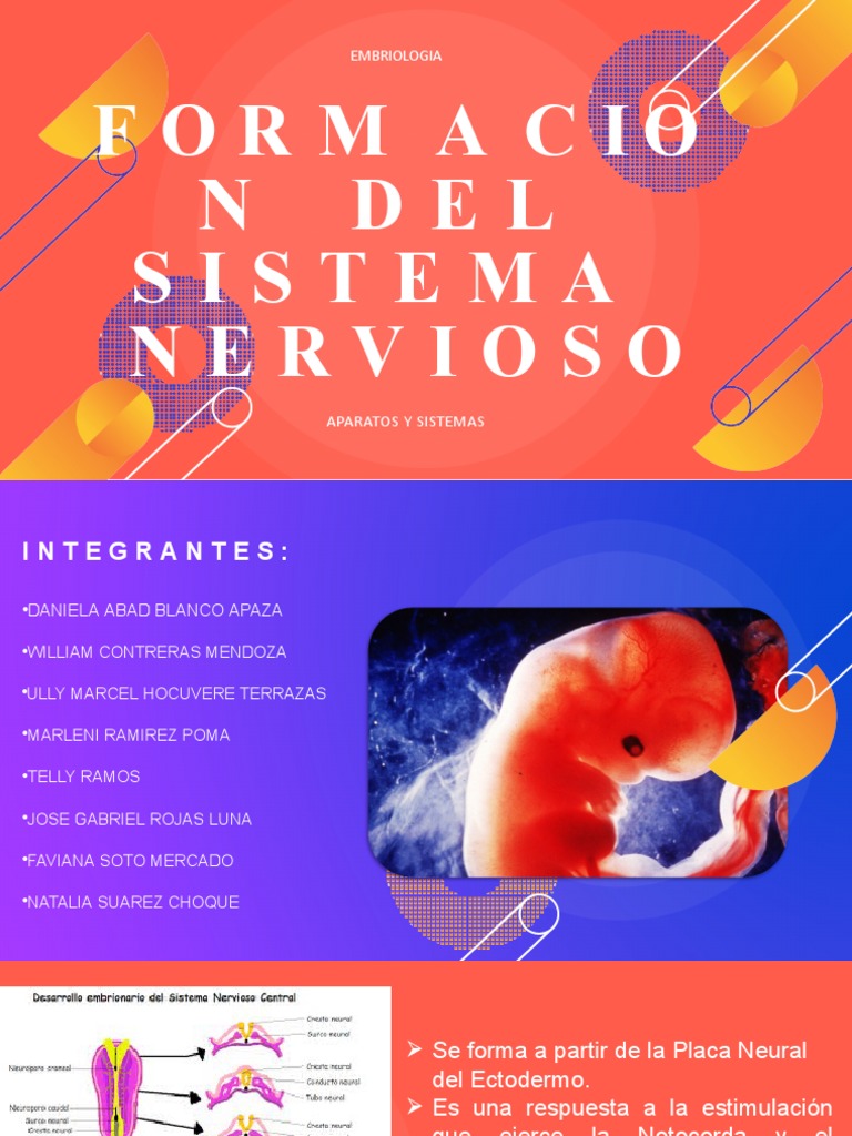 Formacion de L Sistema Nervioso | Descargar gratis PDF | Cerebro | Médula espinal