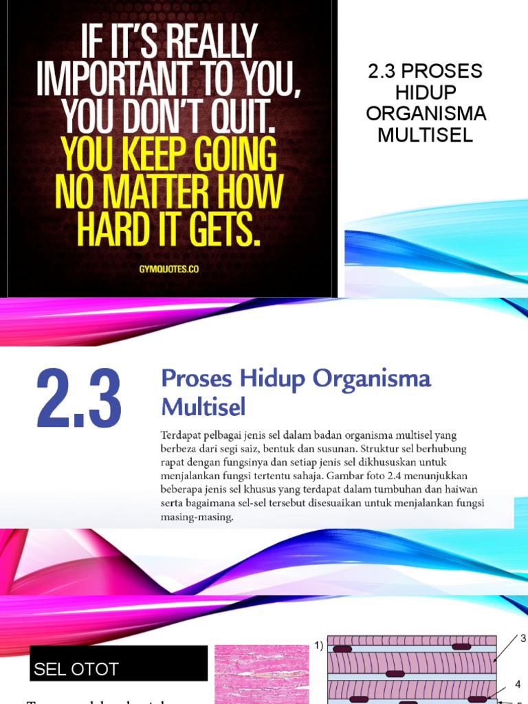 2.3 2.4 ORGANISMA MULTISEL ORGANISASI SEL | PDF