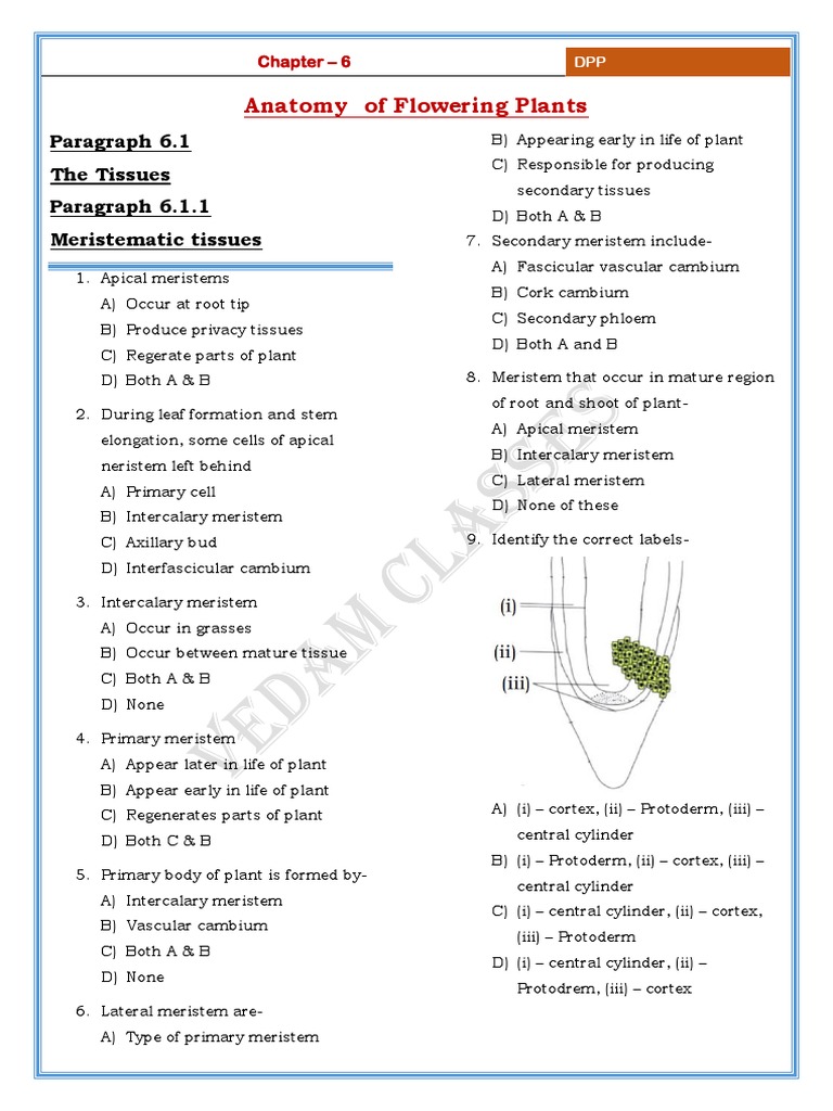 DPP XI Chapter - 6 Anatomy of Flowering Plants 15 | PDF | Plant Stem | Leaf