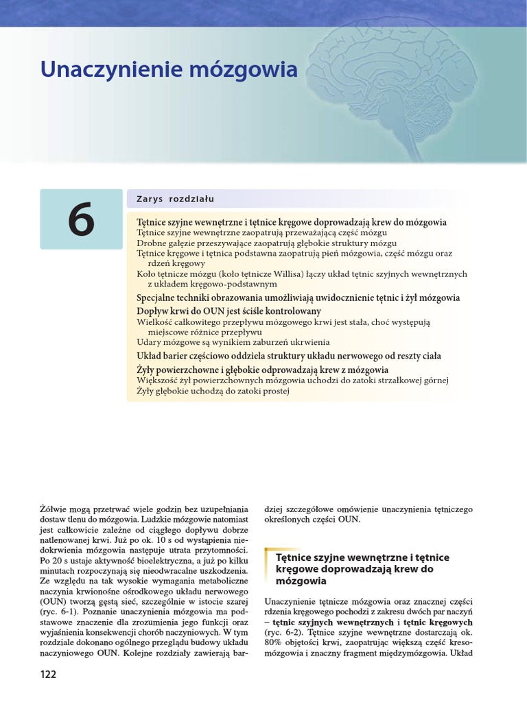 Human Brain T1 2 | PDF