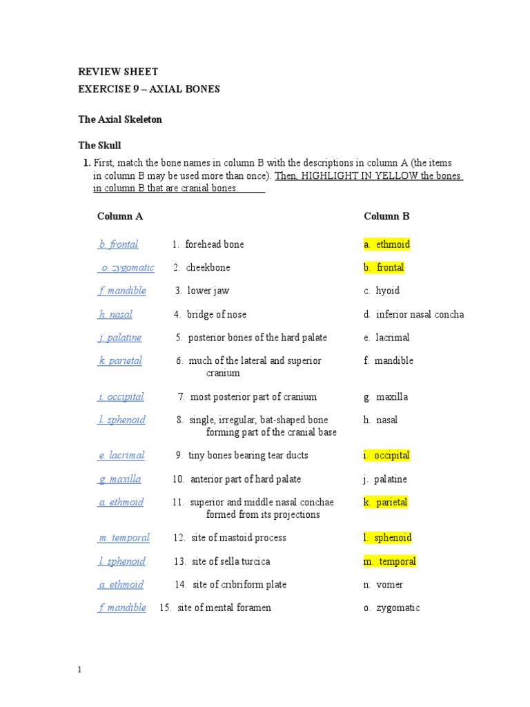 Axial Skeleton Review Sheet | PDF | Vertebra | Vertebral Column