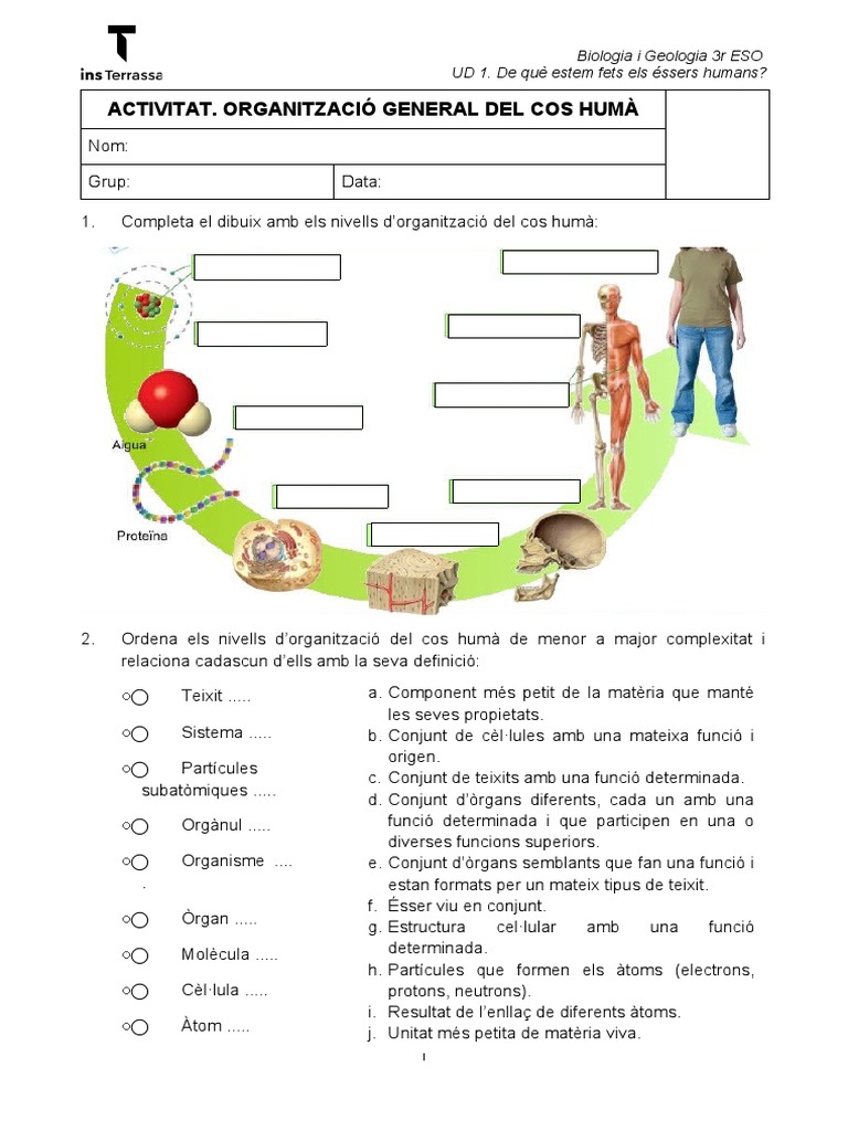Activitat. Organització General Del Cos Humà | PDF