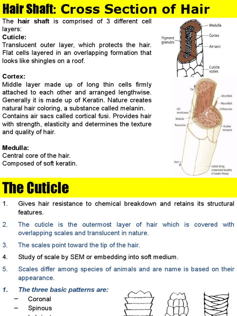 Hair Shaft | PDF | Hair | Anatomy