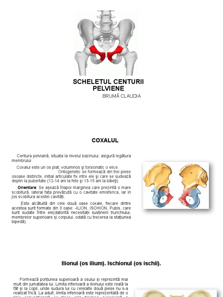 Scheletul Centurii Pelviene | PDF