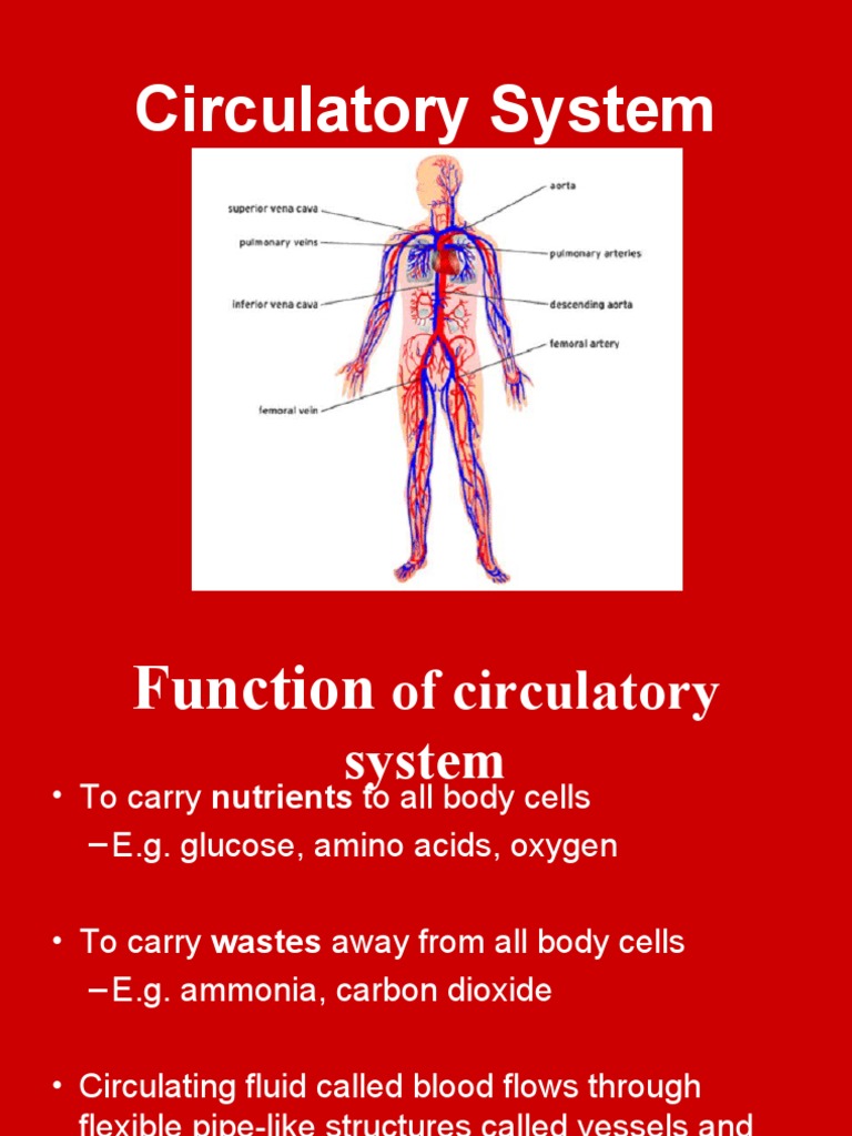 Circulatory Systemand Respiratory System | PDF | Respiratory Tract | Artery