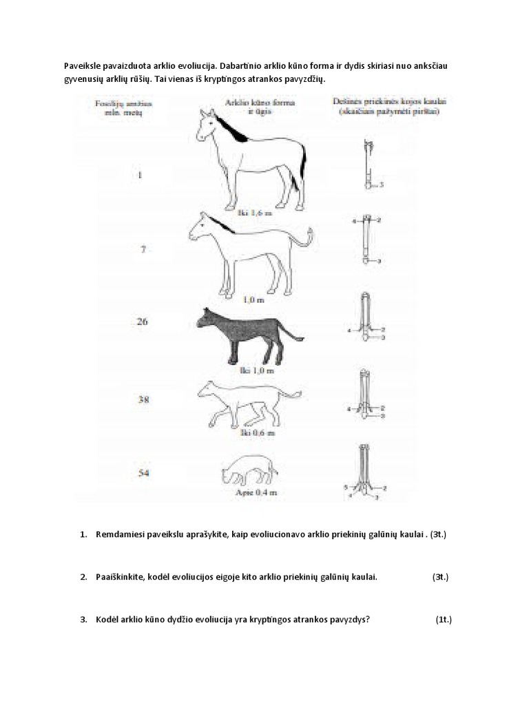 Arklio Evoliucija | PDF