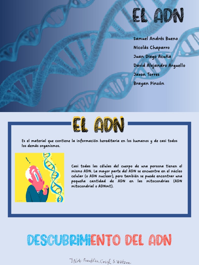 El Adn PDF | PDF | Mitosis | Adn