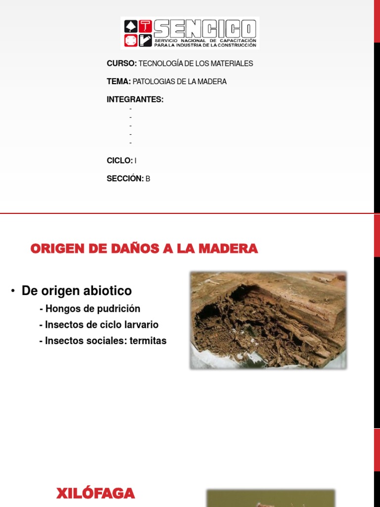 Patologia de La Madera | PDF | Madera | Insectos