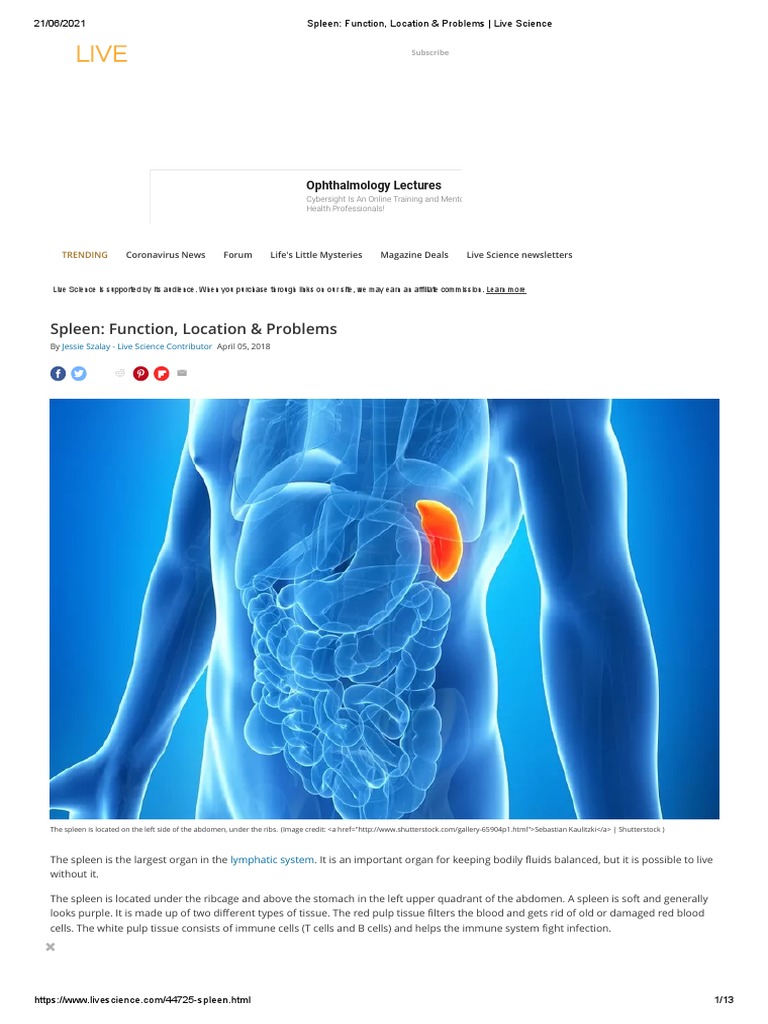 Spleen - Function, Location & Problems - Live Sciencebjk | PDF | Spleen ...