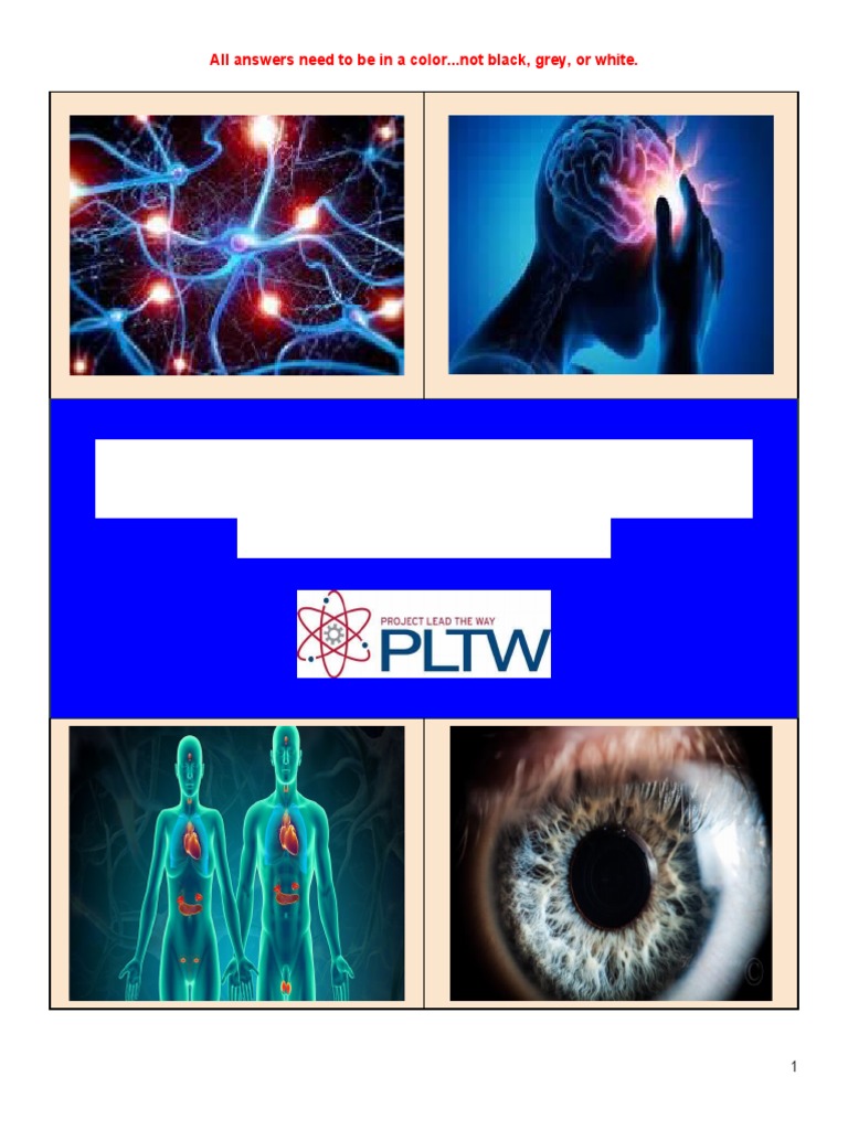 HBS Unit 2.2 Student Portfolio | PDF | Neuron | Nervous System