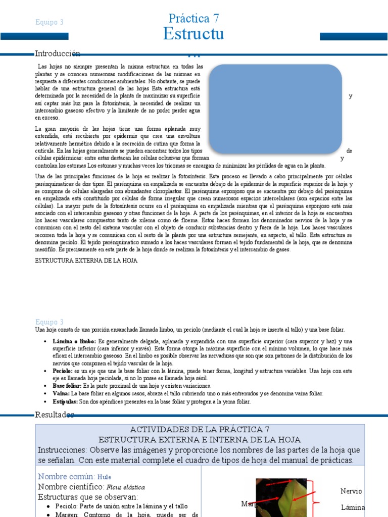 Práctica 7 Hoja | PDF | Hoja | Tallo de la planta