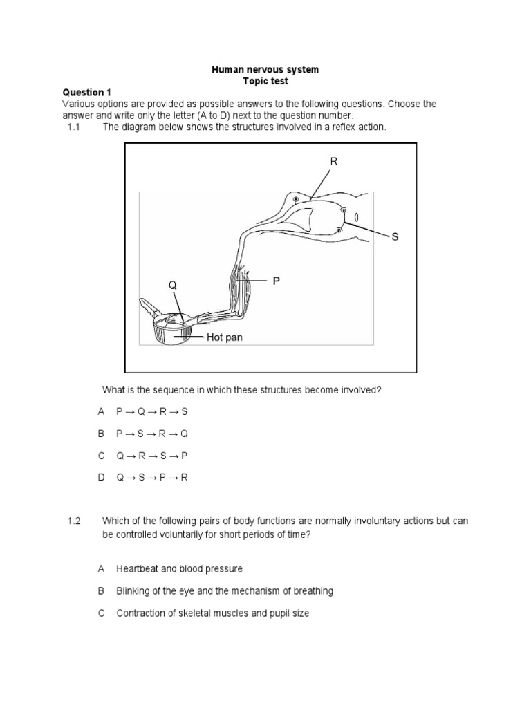 Human Nervous System Topic Test | PDF | Neuron | Nervous System