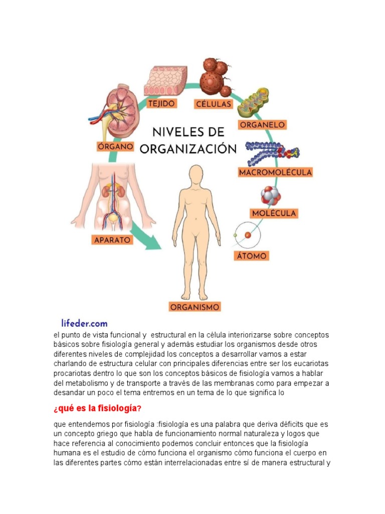 Qué Es La Fisiología | PDF | Biología Celular) | Mitocondria