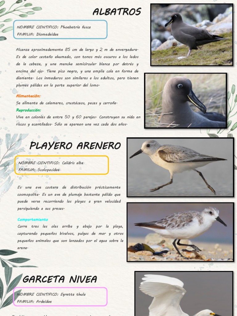 Aves de La Costa - Perez | PDF | Aves | Neognathae